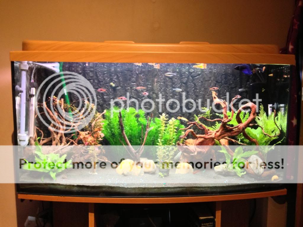 My First Discus Tank Lots of photos!... Now with eggs! and a Tardis ...