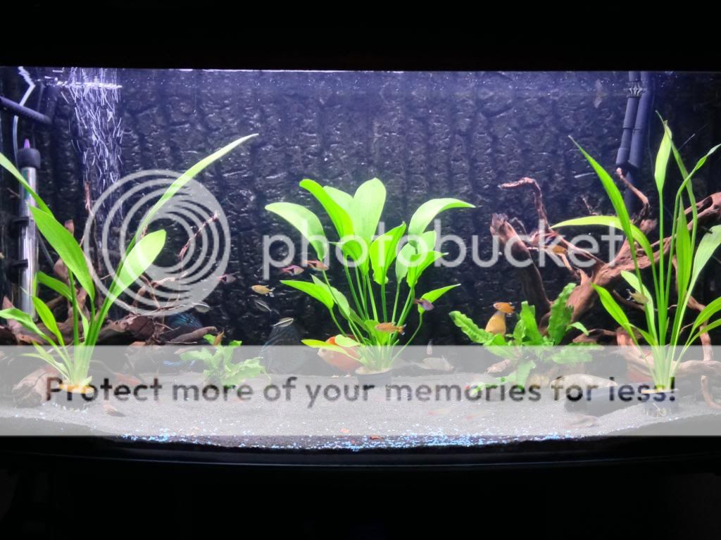 My First Discus Tank Lots of photos!... Now with eggs! and a Tardis ...