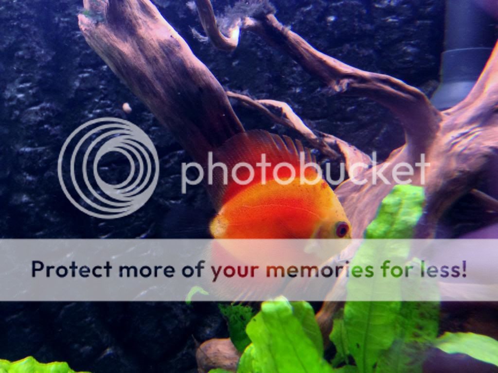 My First Discus Tank Lots of photos!... Now with eggs! and a Tardis ...