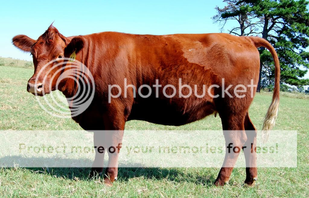 Which Red Angus and Red Simmental bulls to use? - CattleToday.com