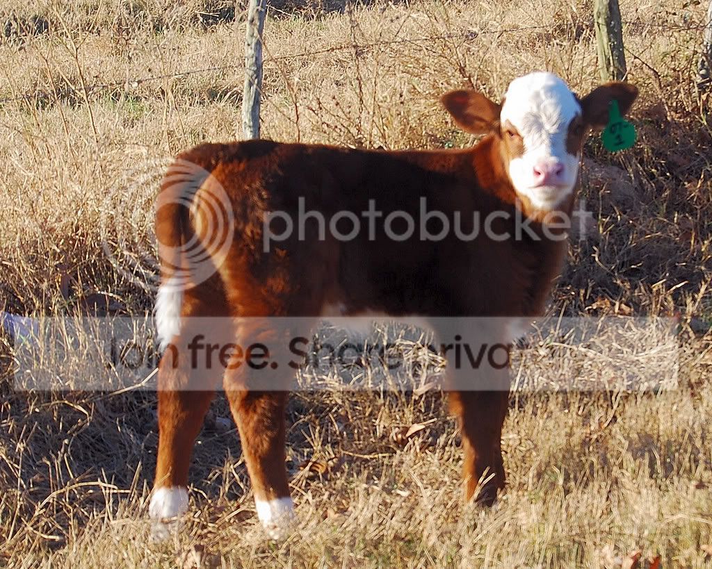 1st calf of the season (pic) | CattleToday.com - Cattle, Cow & Ranching ...