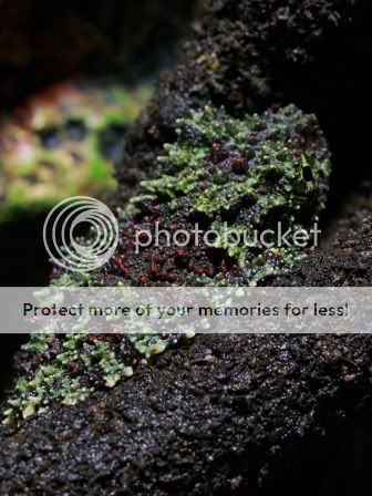 Vietnamese Mossy Tree Frogs | Reptile Forums