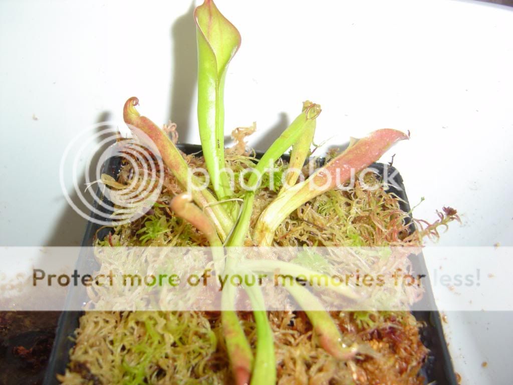 Heliamphora's arrived from BCP(bestcarnivorousplants.net) :) - FlyTrapCare Forums