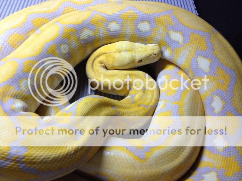 Purple Albino Tiger Retic shedding | Reptile Forums