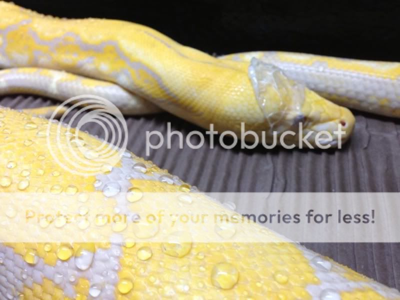 Purple Albino Tiger Retic shedding | Reptile Forums