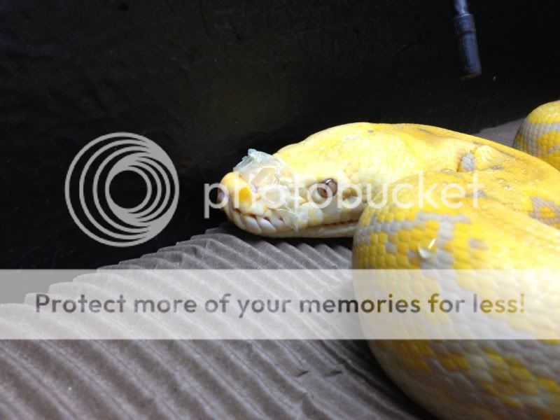 Purple Albino Tiger Retic shedding | Reptile Forums