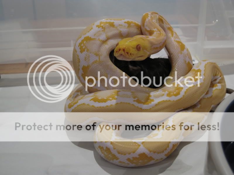 My albino retic (I love it) | Reptile Forums