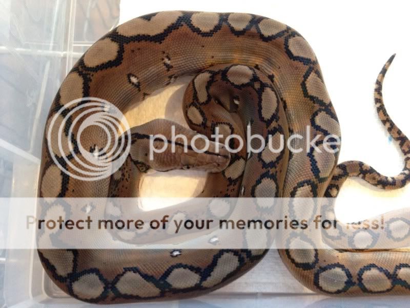 Female Motley het Retic and Male Purple Albino Motley from Imperial ...