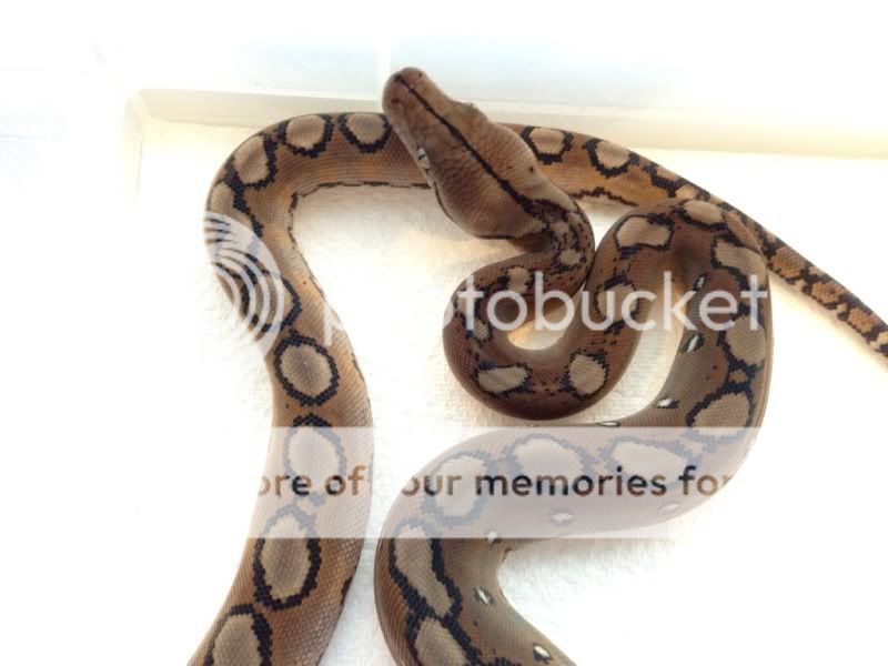 Female Motley het Retic and Male Purple Albino Motley from Imperial ...