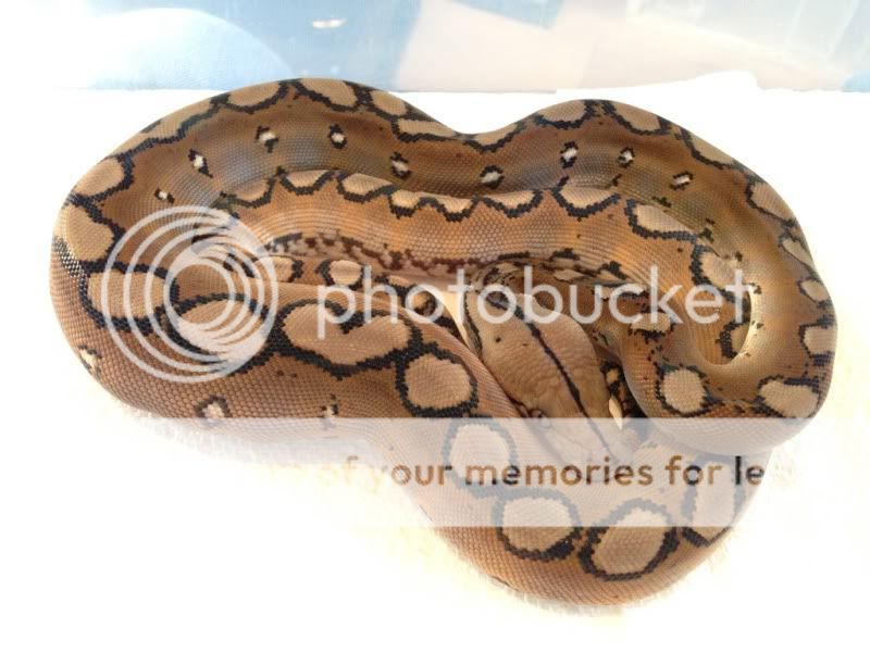 Female Motley het Retic and Male Purple Albino Motley from Imperial ...