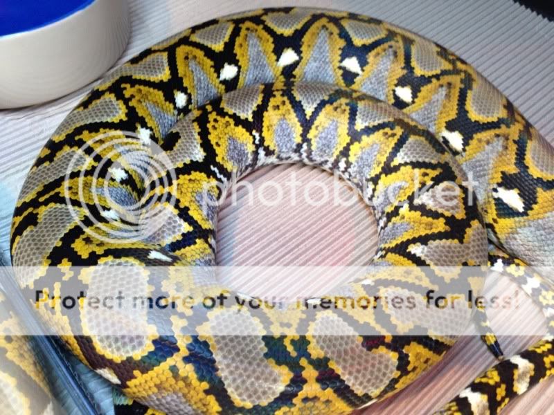 2011 male het albino retic from imperial retics | Reptile Forums