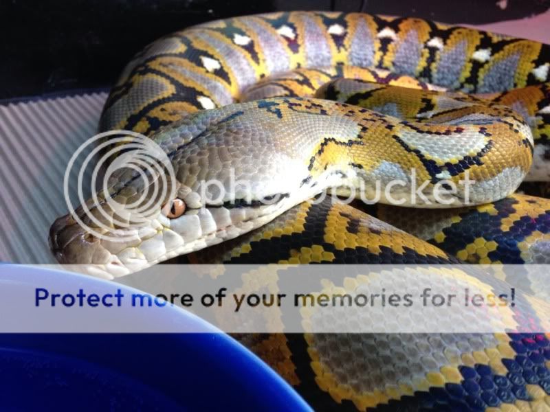 2011 male het albino retic from imperial retics | Reptile Forums