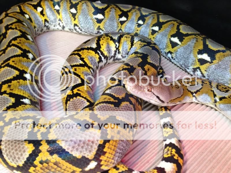 2011 male het albino retic from imperial retics | Reptile Forums