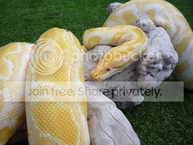 Burmese Python Poop