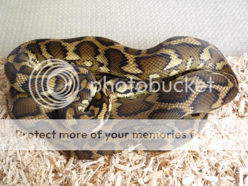 WANTED pics of your snakes growing up | Page 2 | Reptile Forums