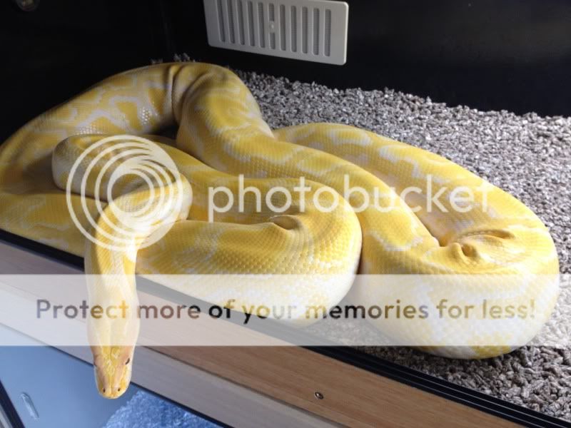 Male albino Burmese python for sale Kent | Reptile Forums