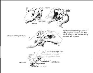 Research On Goose / Duck Vent Sexing... Pics | BackYard Chickens ...