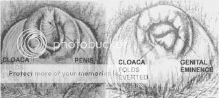 Research On Goose / Duck Vent Sexing... Pics | BackYard Chickens ...