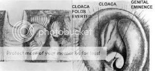 Research On Goose / Duck Vent Sexing... Pics | BackYard Chickens ...