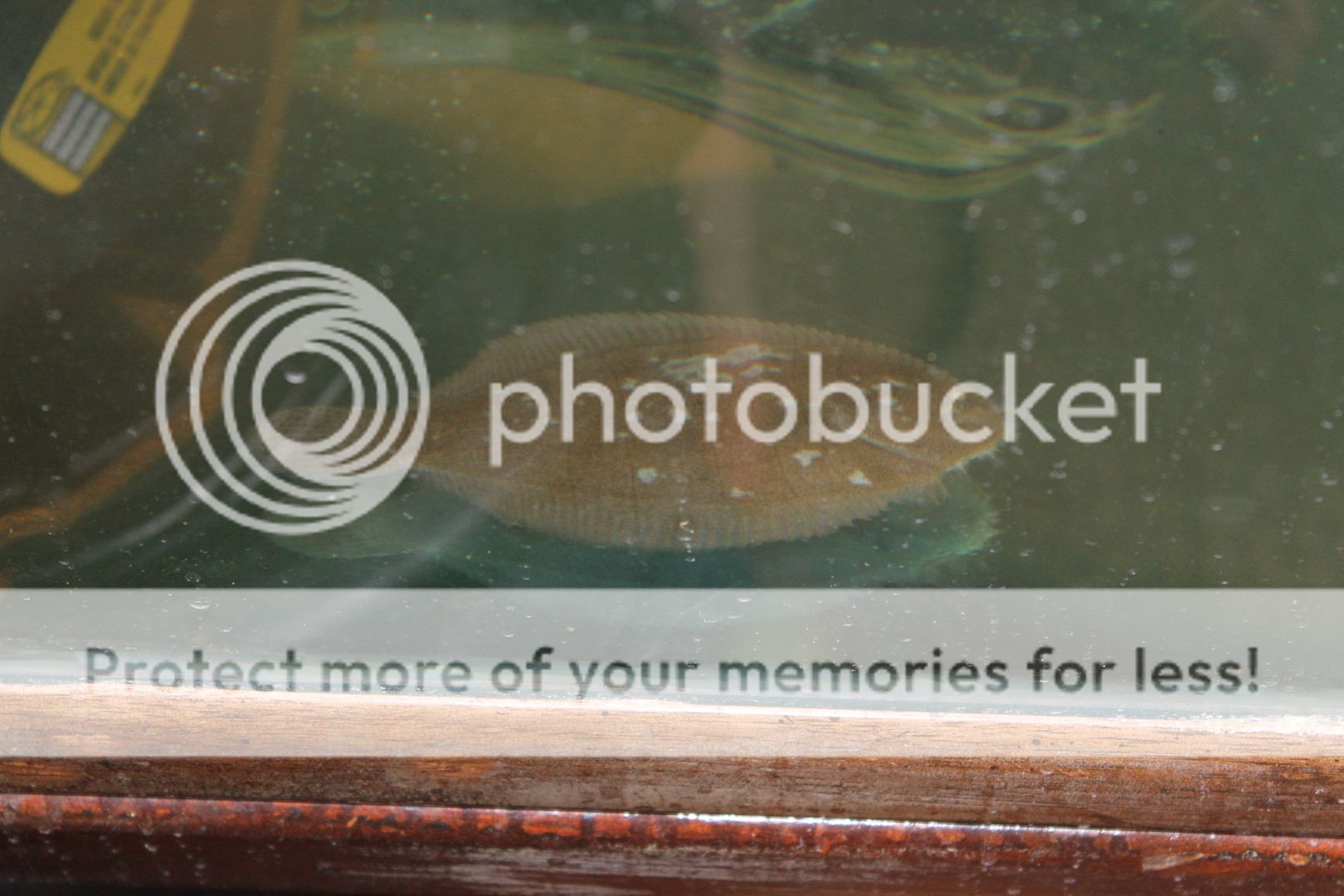 Peruvian Flounder | MonsterFishKeepers.com