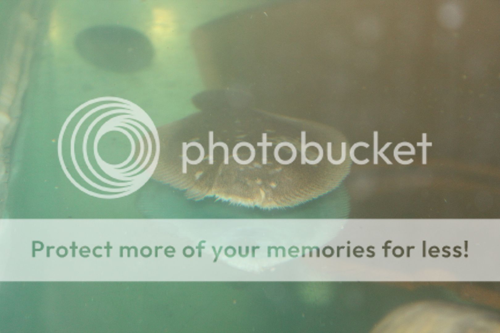 Peruvian Flounder | MonsterFishKeepers.com