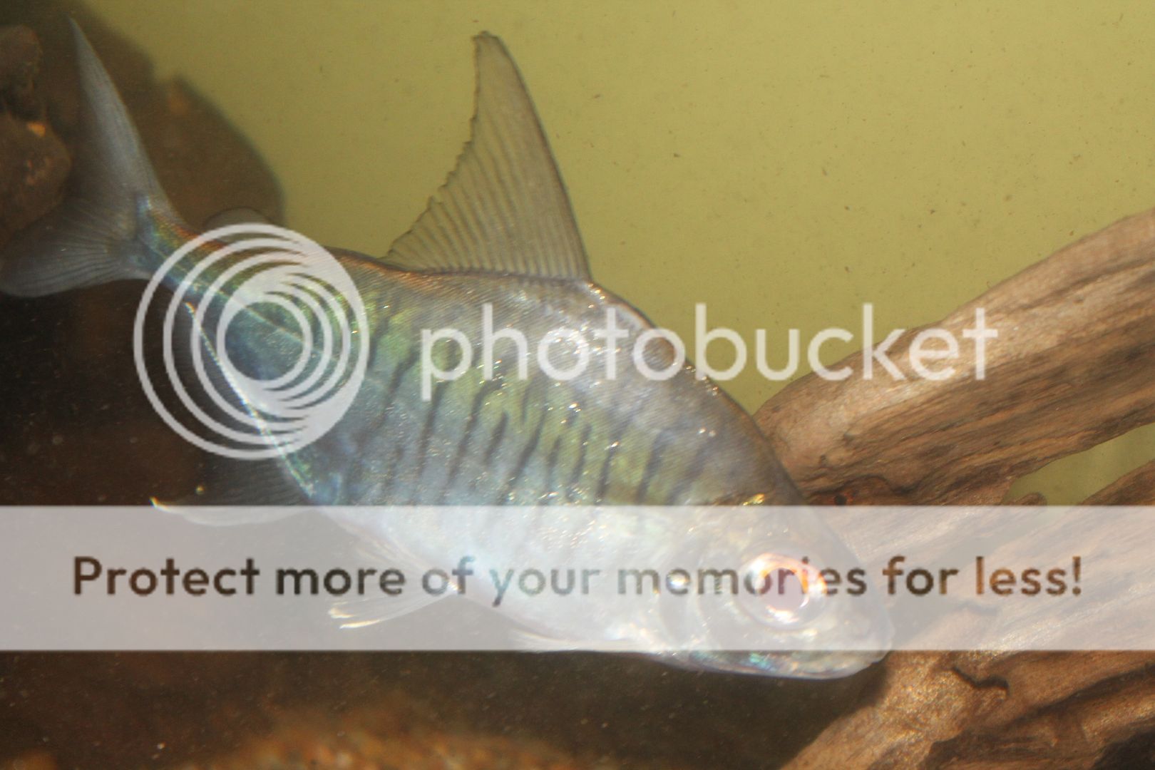 Sheephead/Tiger Pacu Acnodon normani | MonsterFishKeepers.com