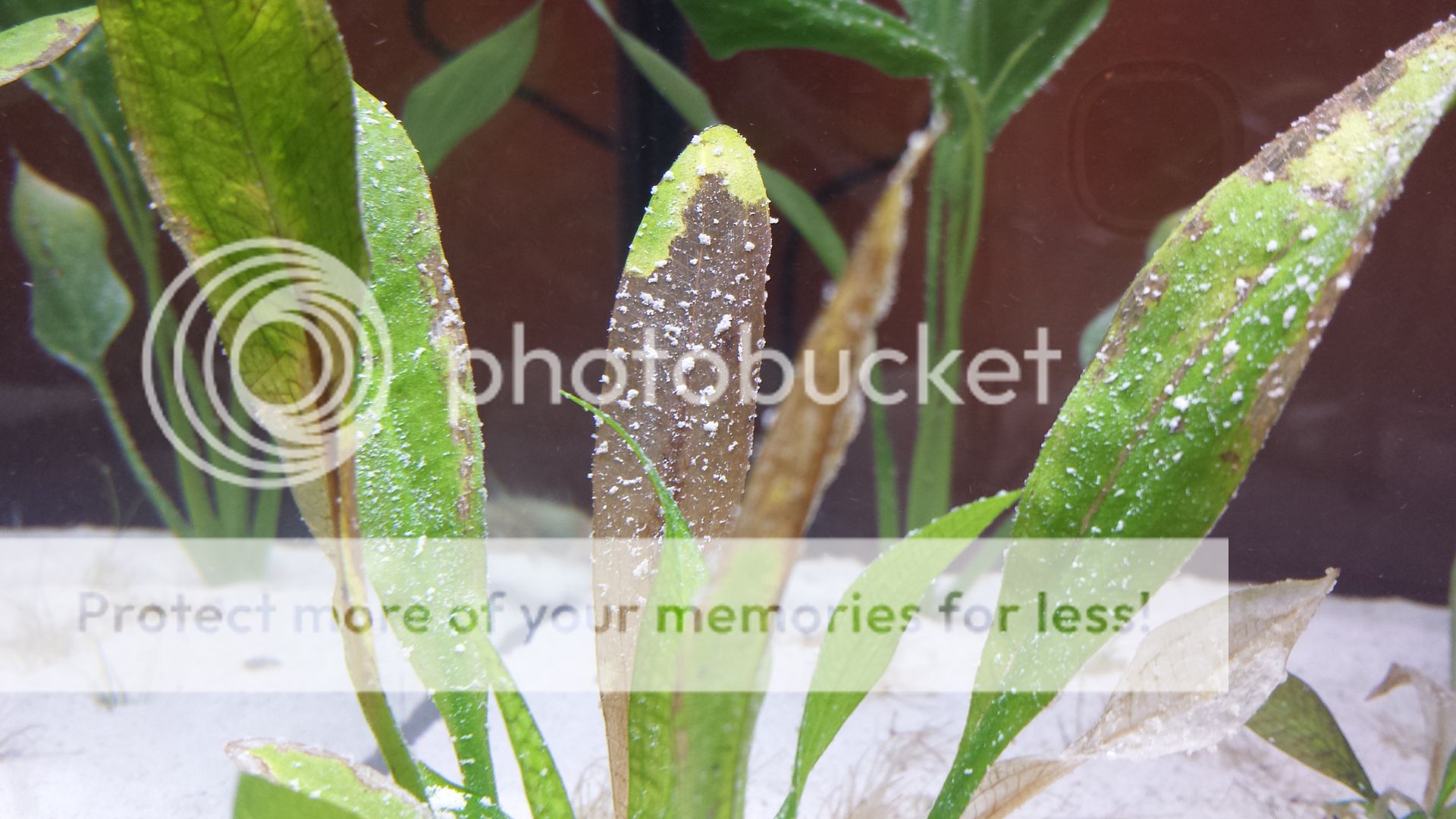 White powder substance on plants? | The Planted Tank Forum